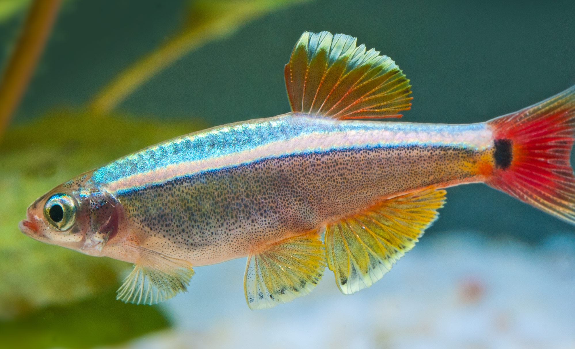 Kardinalfisch (Tanichthys albonubes) - Tetra Aquaristik Blog