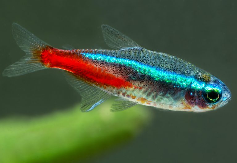 Neonsalmler (Paracheirodon innesi) - Tetra Aquaristik Blog