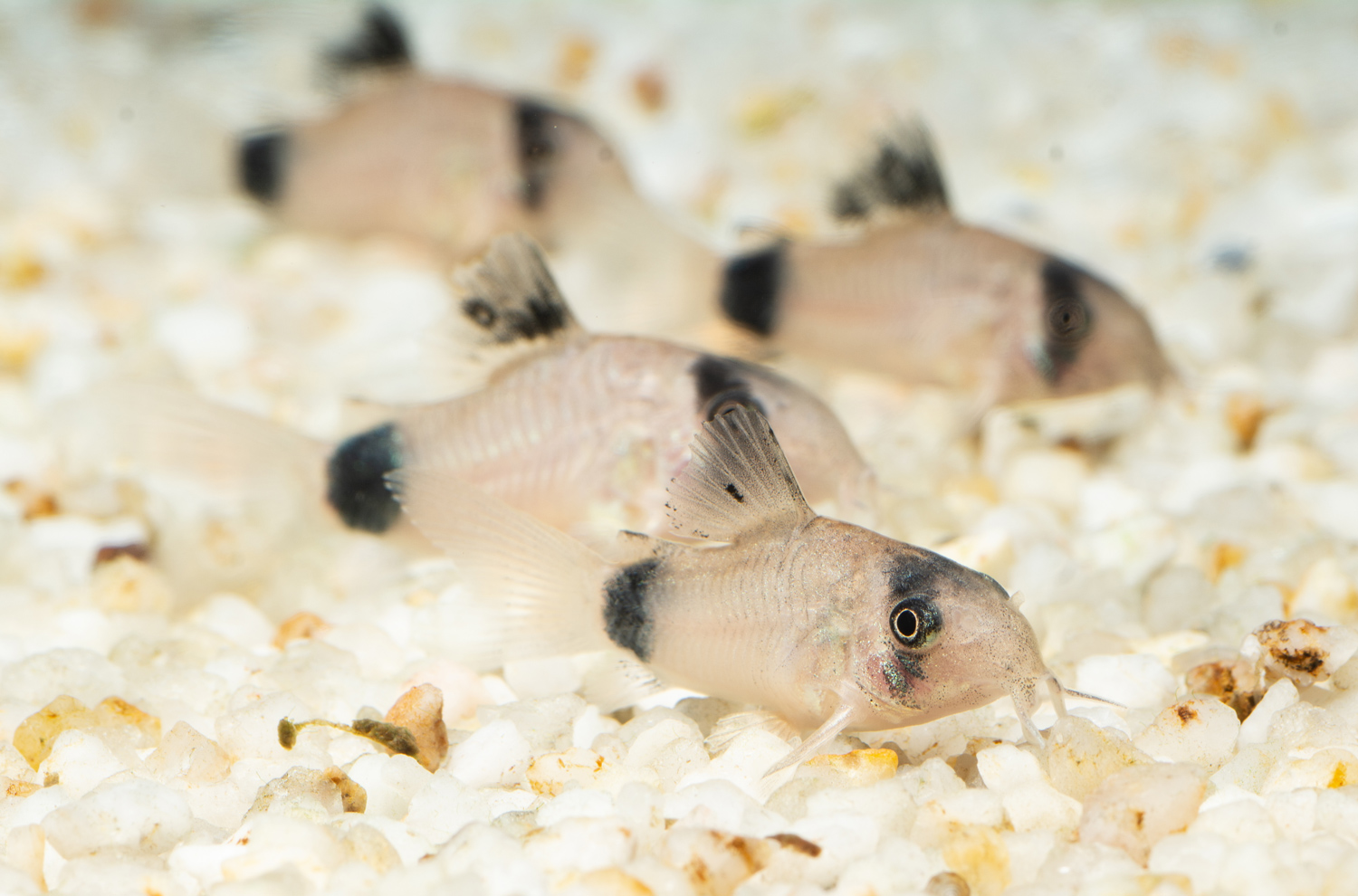 Panda-Panzerwels (Corydoras panda) - Tetra Aquaristik Blog