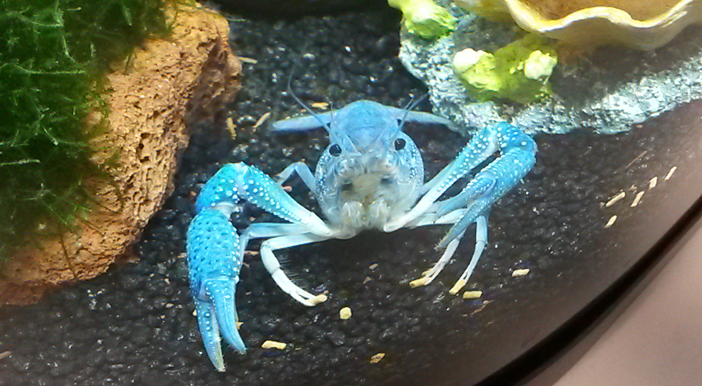 Blauer Floridakrebs (Procambarus alleni) - Tetra Aquaristik Blog