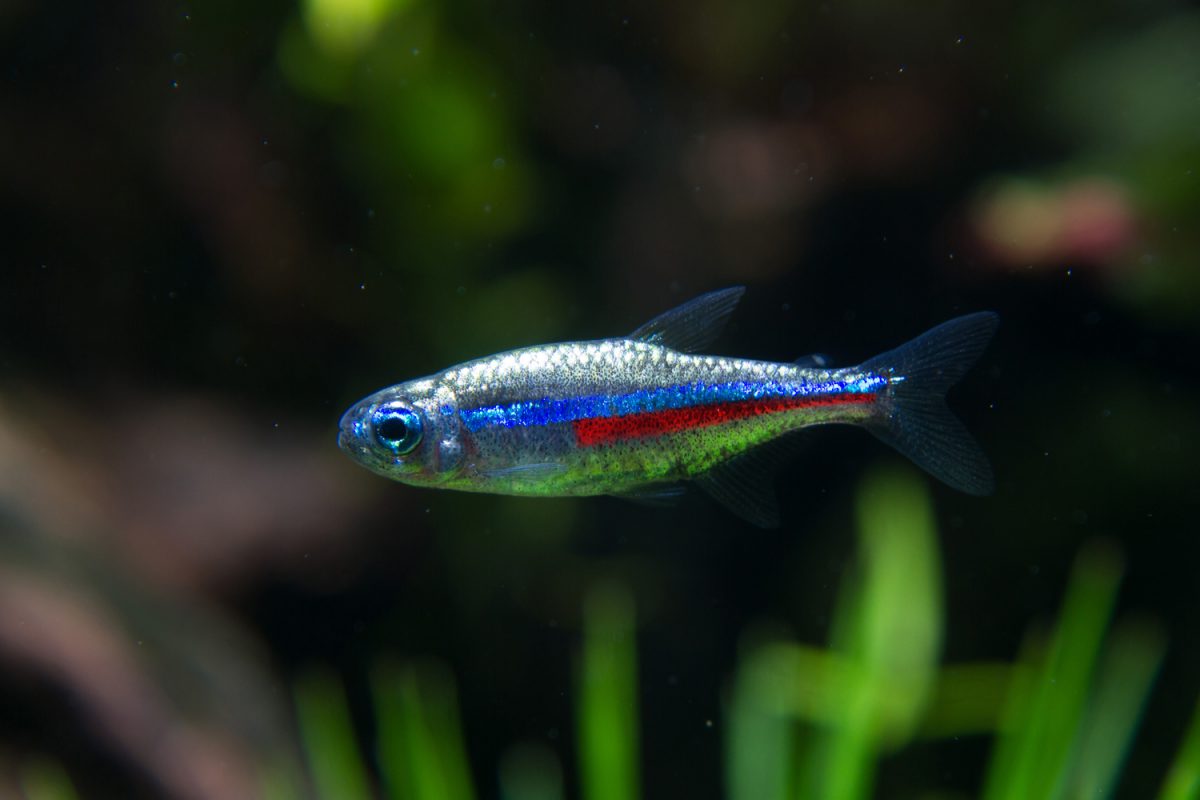Blauer Neon (Paracheirodon simulans) - Tetra Aquaristik Blog