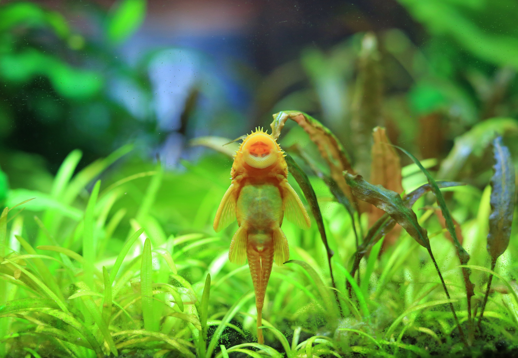 Keep algae at bay for a happy, healthy pond or aquarium. | Tetra ...