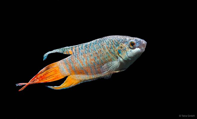 Paradise fish (Macropodus opercularis) | Tetra Fishkeeper Blog