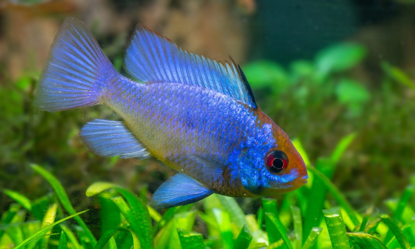 Ram cichlid (Mikrogeophagus ramirezi) | Tetra Fishkeeper Blog