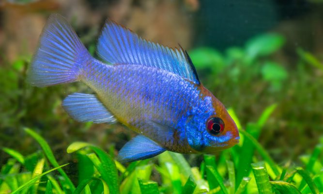 Ram cichlid (Mikrogeophagus ramirezi) | Tetra Fishkeeper Blog