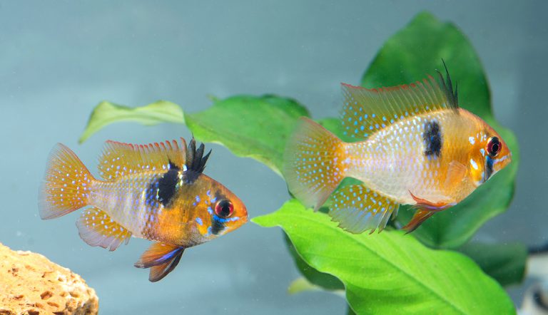 Ram cichlid (Mikrogeophagus ramirezi) | Tetra Fishkeeper Blog