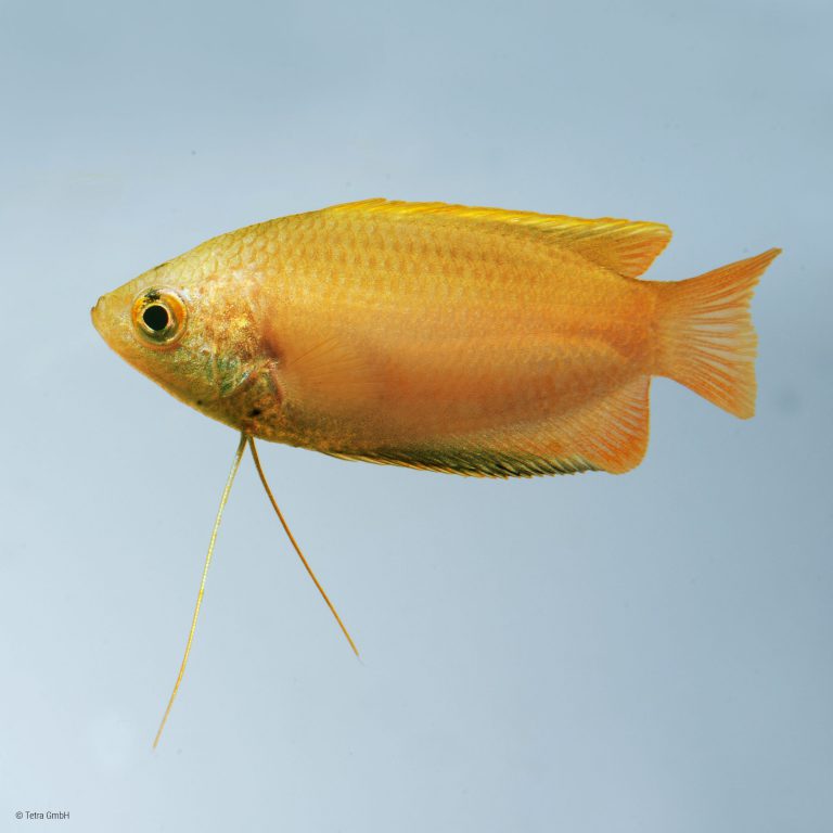Honey Gourami (Trichogaster chuna) | Tetra Fishkeeper Blog