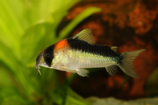 Spotting ill health in your fish | Tetra Fishkeeper Blog