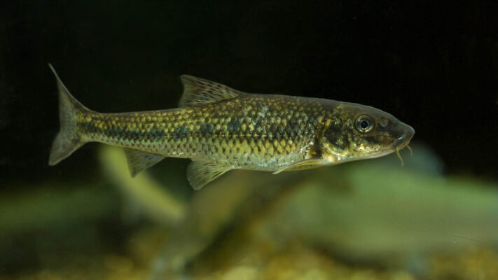 10 fish species for the pond | Tetra Fishkeeper Blog