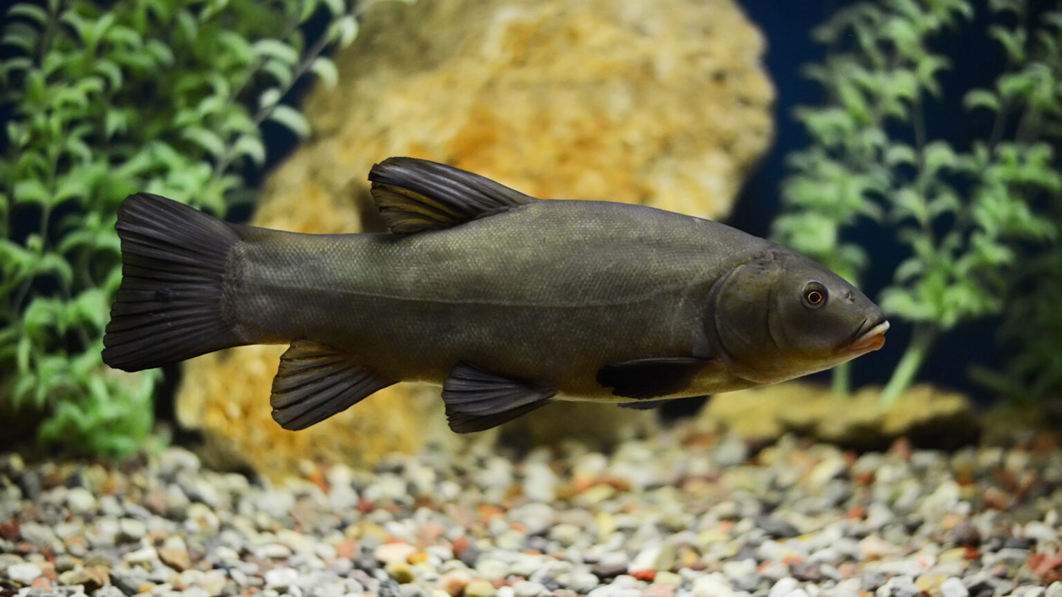 10 fish species for the pond | Tetra Fishkeeper Blog