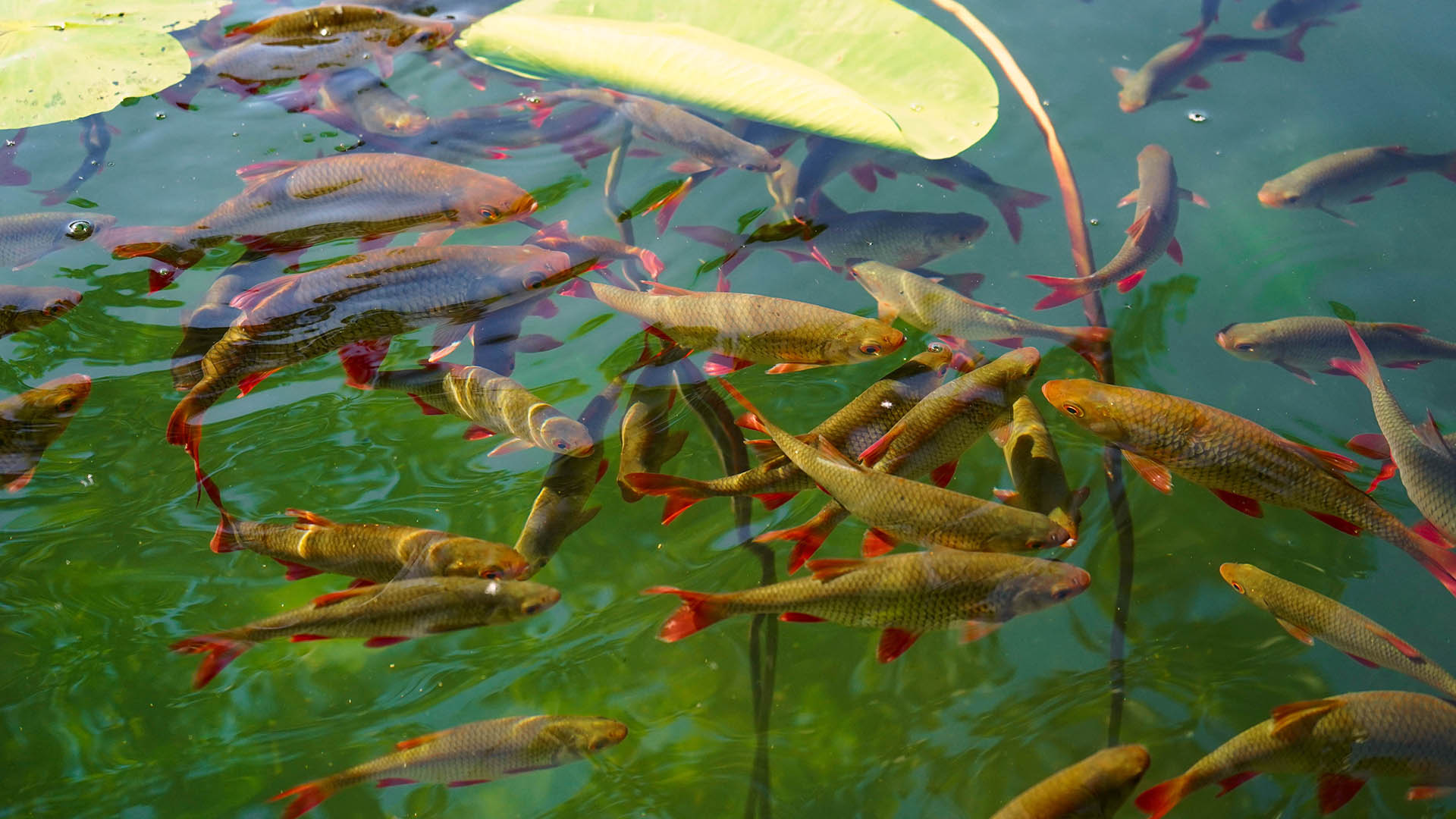 10 fish species for the pond | Tetra Fishkeeper Blog