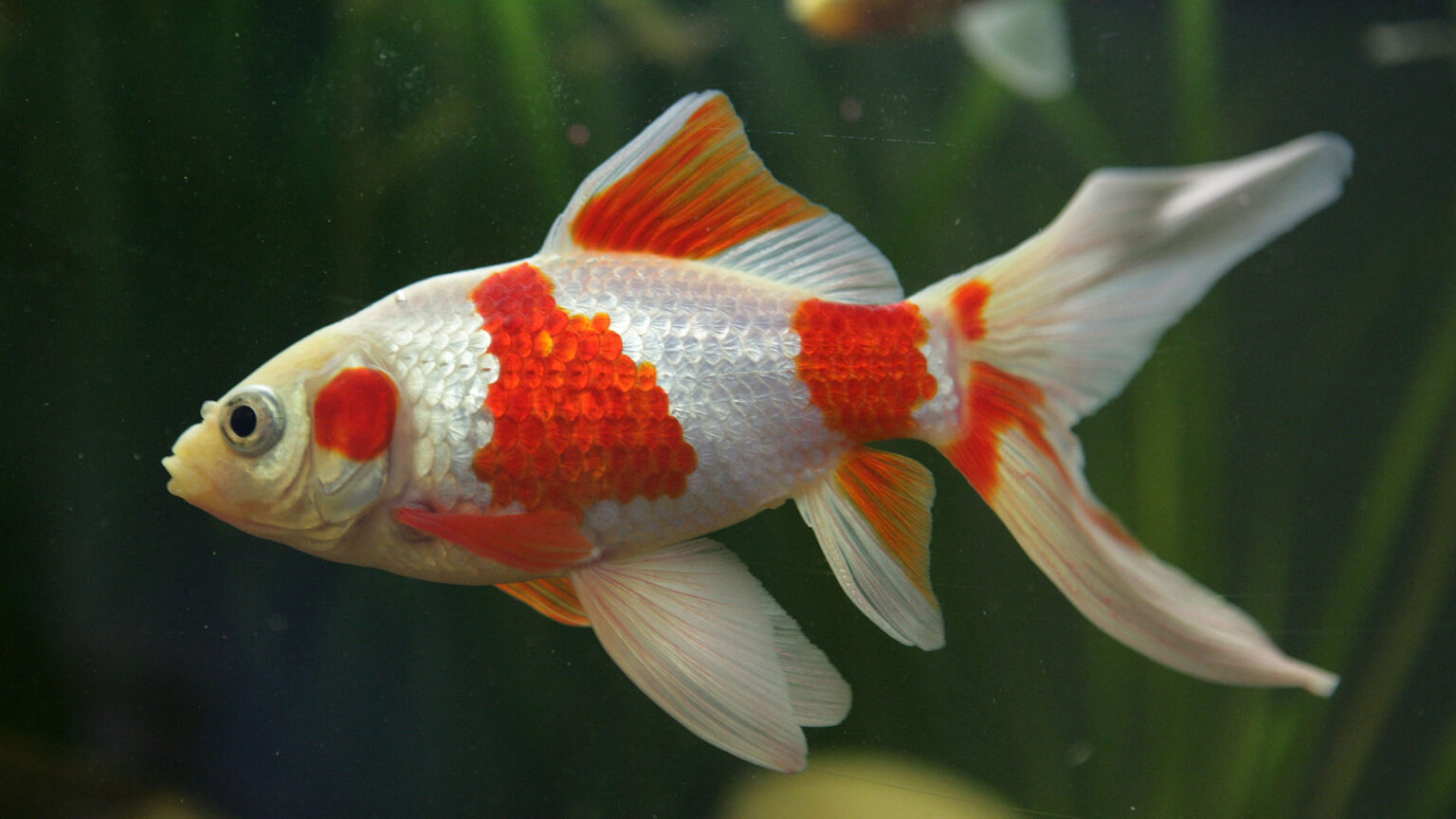 10 fish species for the pond | Tetra Fishkeeper Blog