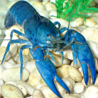 Un crustaceu plin de caracter - Tetra Advanced Fishkeeper Blog