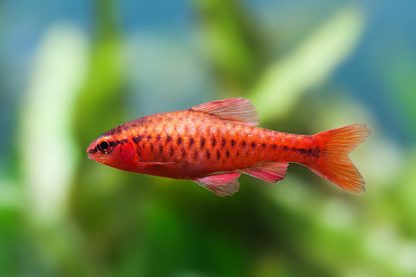 Cherry barb (Puntius titteya) - Tetra Advanced Fishkeeper Blog