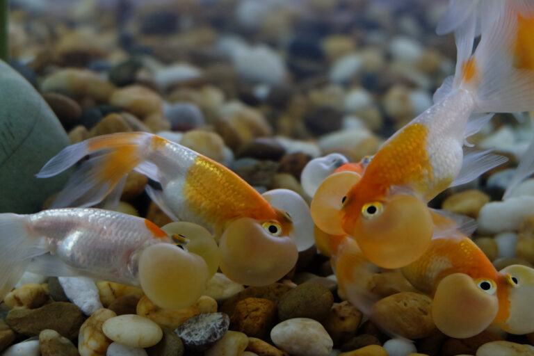 Bubble Eye Goldfish - Carasul cu ochi bulbucați - Tetra Advanced ...