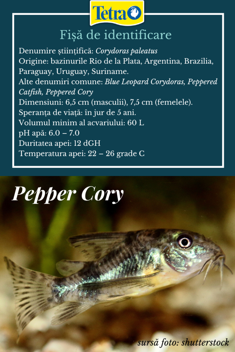 5 specii de Cory pentru acvariul tău - Tetra Advanced Fishkeeper Blog