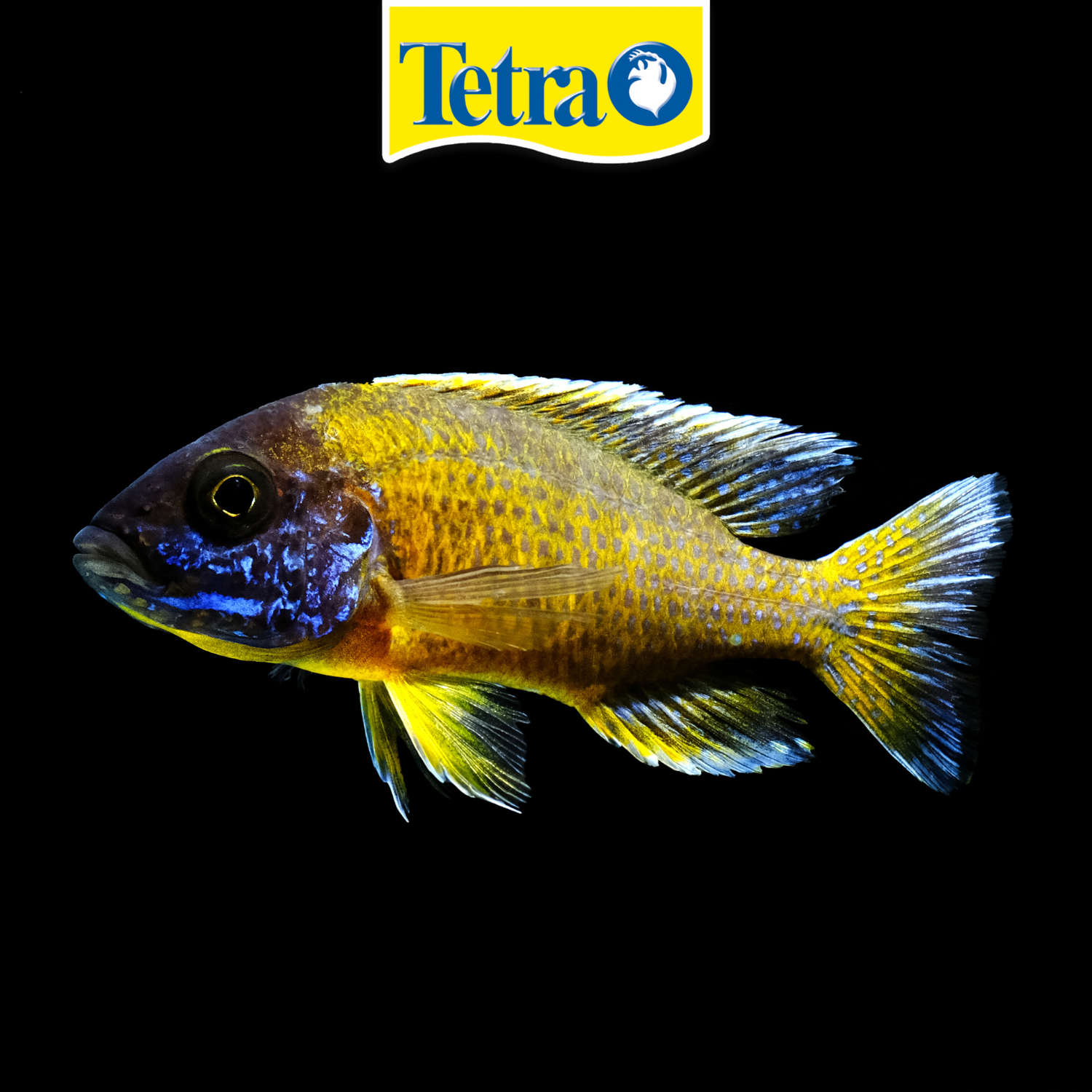 Ciclidele africane mici – o alegere la modă - Tetra Advanced Fishkeeper ...