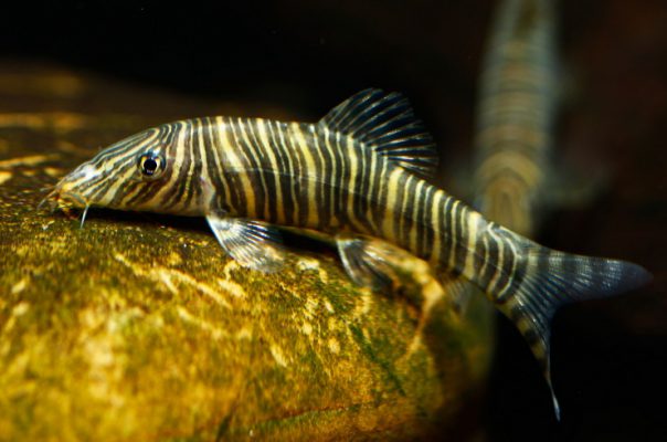 Боции: виды, уход, содержание, размножение, совместимость, корм фото-обзор