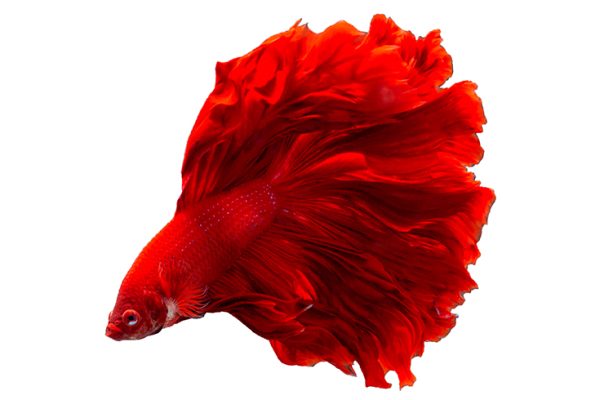 Рыбка-петушок: виды, уход, содержание, размножение, совместимость, корм ...