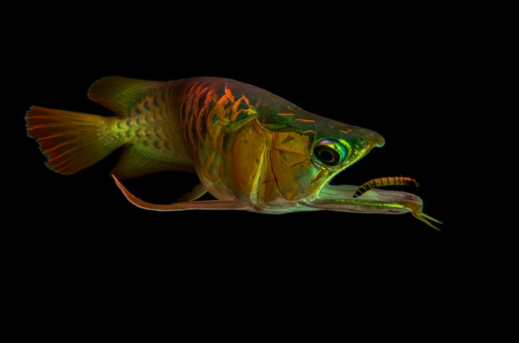 Арована: виды, уход, содержание, размножение, совместимость, корм, фото ...