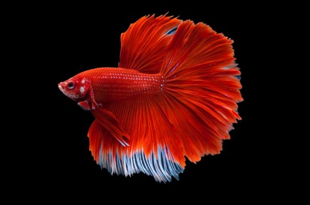 Beta (Kavgacı Siyam Balığı): türler, bakım, üreme, birlikte yaşam ...