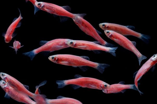 Glofish: Türler, bakım, besleme, üreme, uyumluluk, fotoğraflarla ...