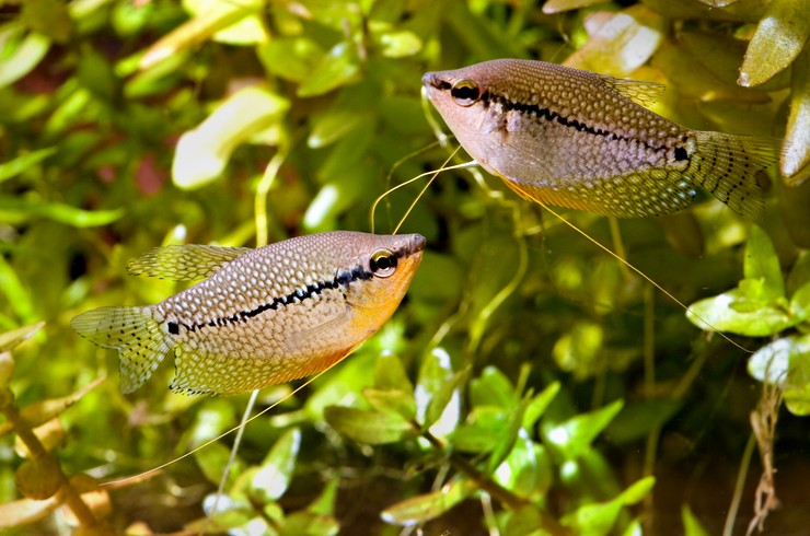 Gurami: türler, bakım, besleme, üreme, uyumluluk, yem, fotoğraf incelemesi