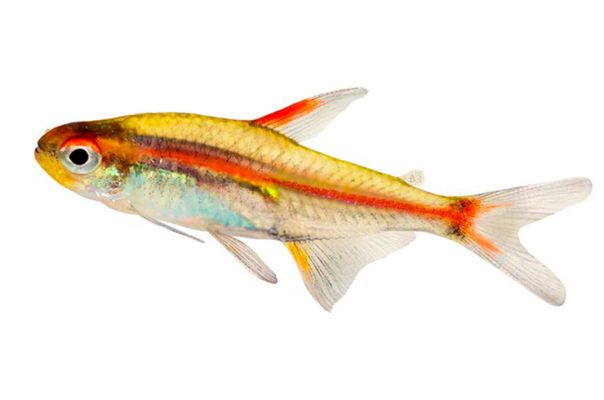 Tetralar: türler, bakım, bakım, üreme, uyumluluk, yem, fotoğraf incelemesi