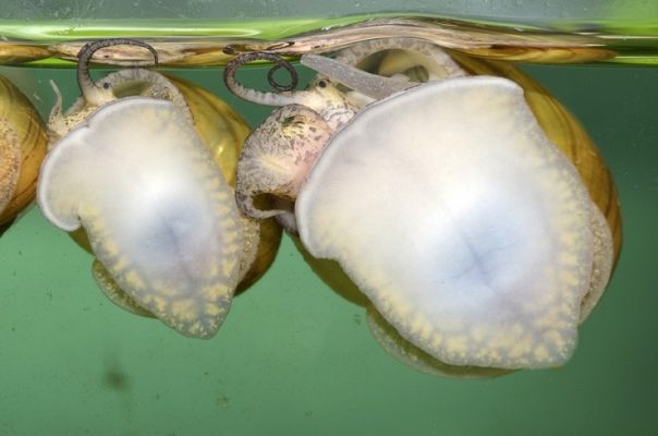 Sarı Elma Salyangozu: türler, bakım, besleme, üreme, uyumluluk, yem ...