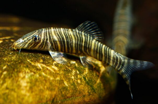 Botialar: türler, bakım, besleme, üreme, uyumluluk, yemleme, fotoğraf ...