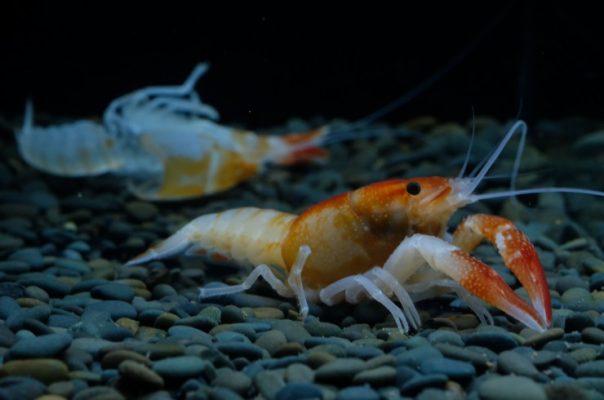 Akvaryum kerevitleri: türler, bakım, besleme, üreme, uyumluluk, yemleme ...