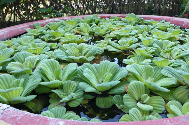Pistia: yetiştirme ve üreme, kullanım, fotoğraf incelemesi